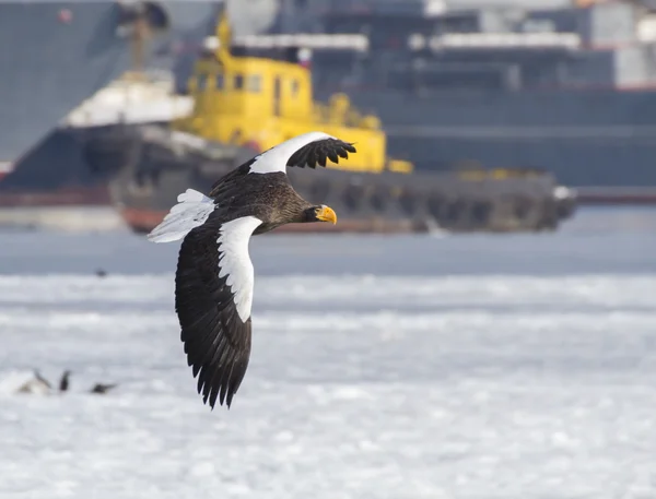 VasikO Portfolio: Stock Photos, Vectors, Video, Audio | Depositphotos