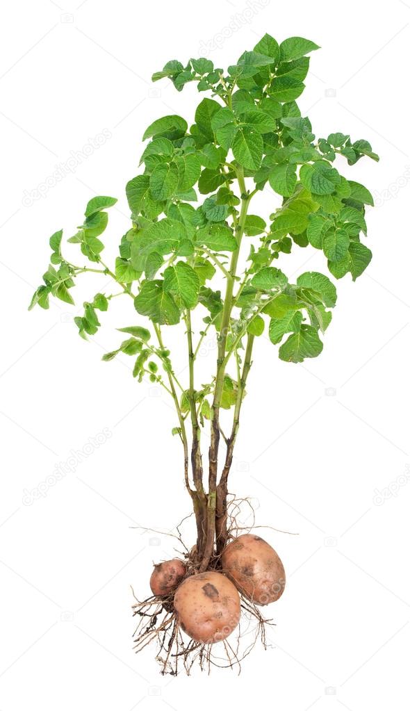 plantas de patata — Foto de stock © Alexan66 #12846336