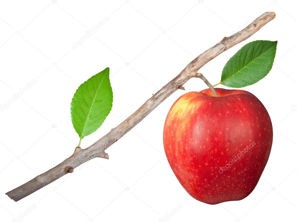 Dry branch with apple — Stock Photo © Alexan66 #14170487