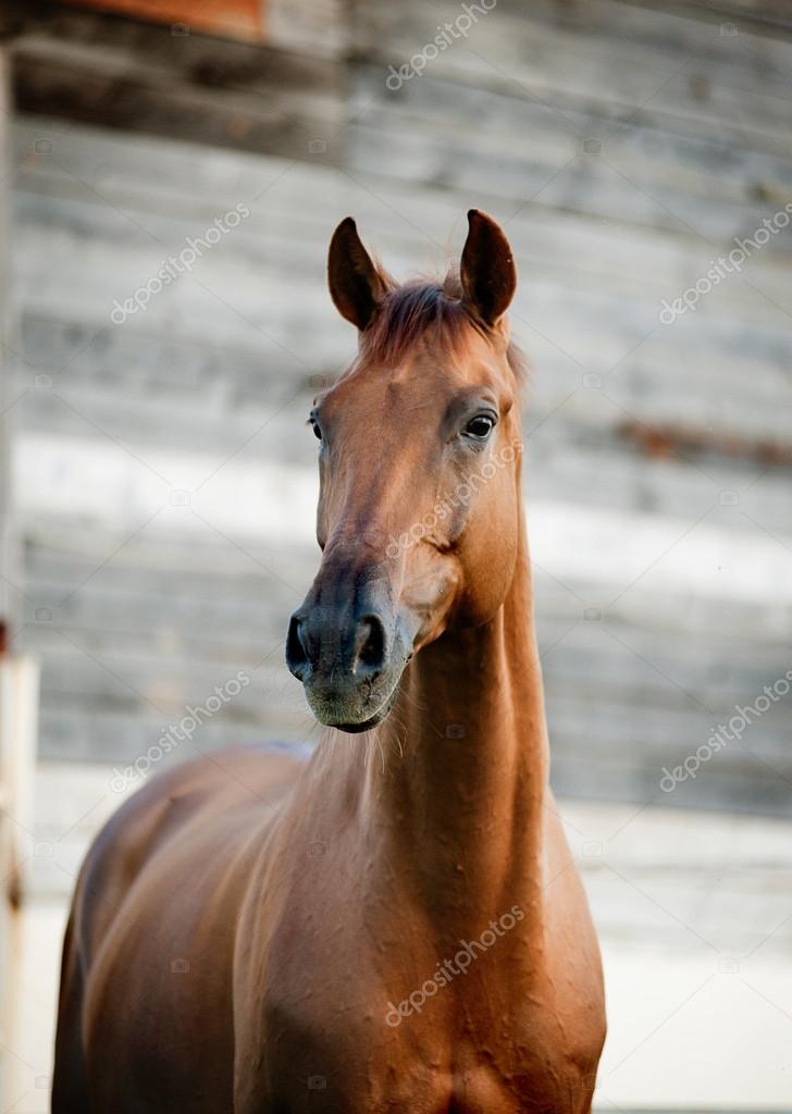 Purebred horse Stock Photo by ©mari_art 36463655