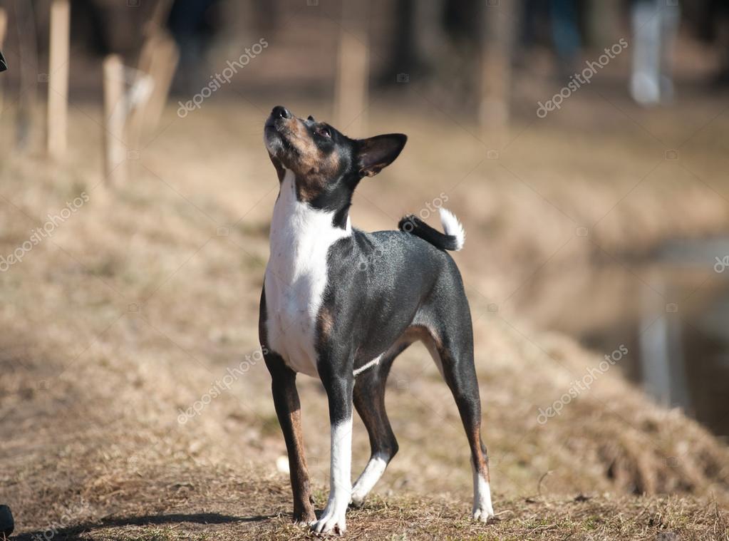 Basenji Tricolor