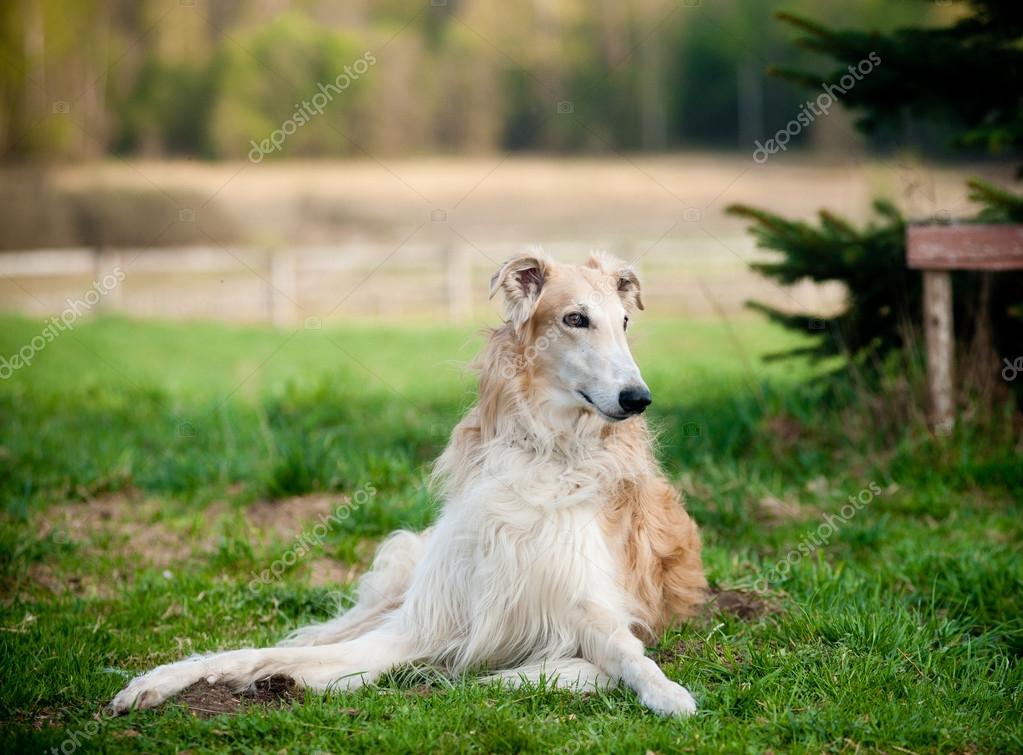 Russian borzoi dogs Stock Photo by ©mari_art 47698755