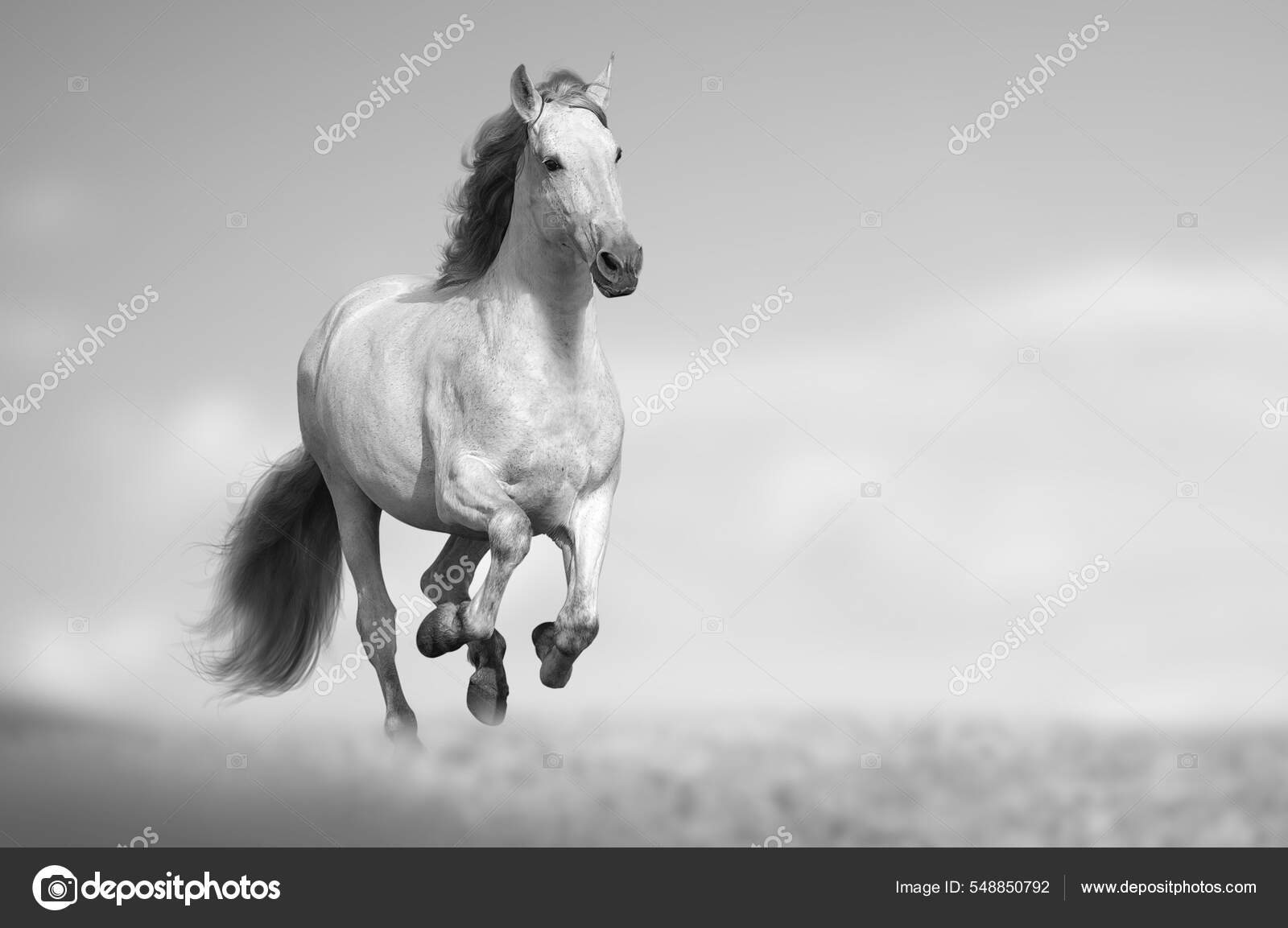 Wild Horse Running Fast