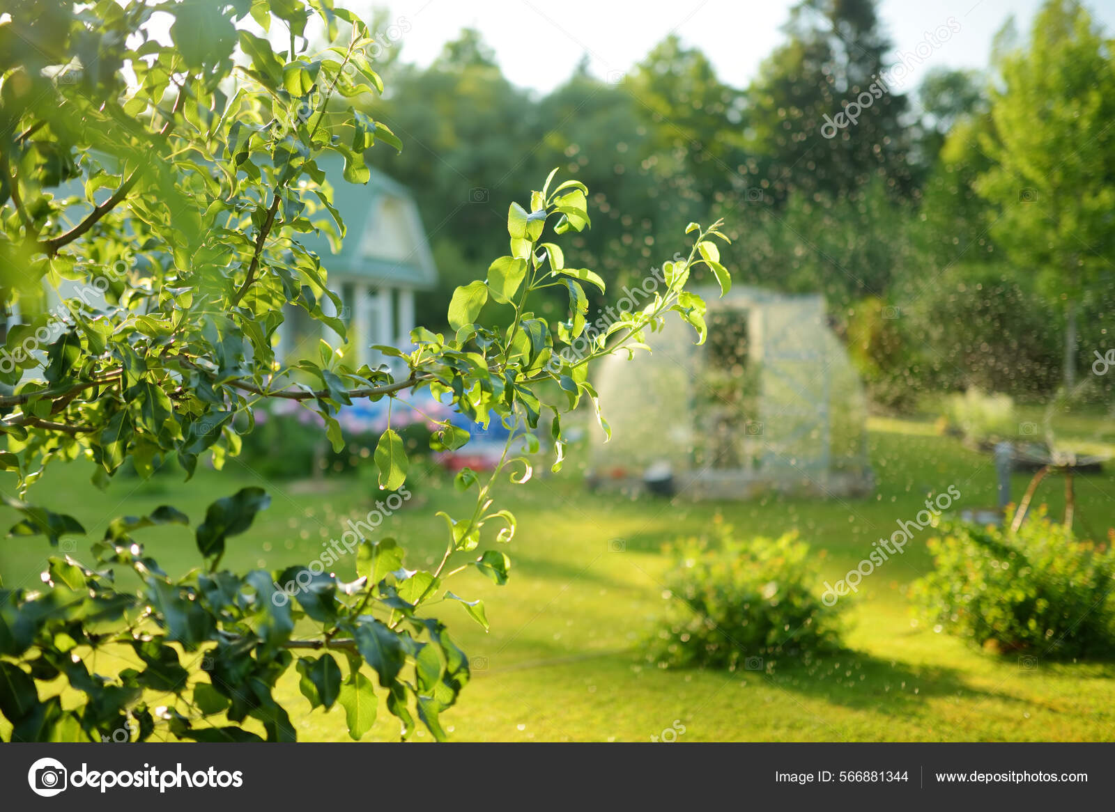 Beautiful Green Garden Full Trees Decorative Plants Blossoming Flowers ...