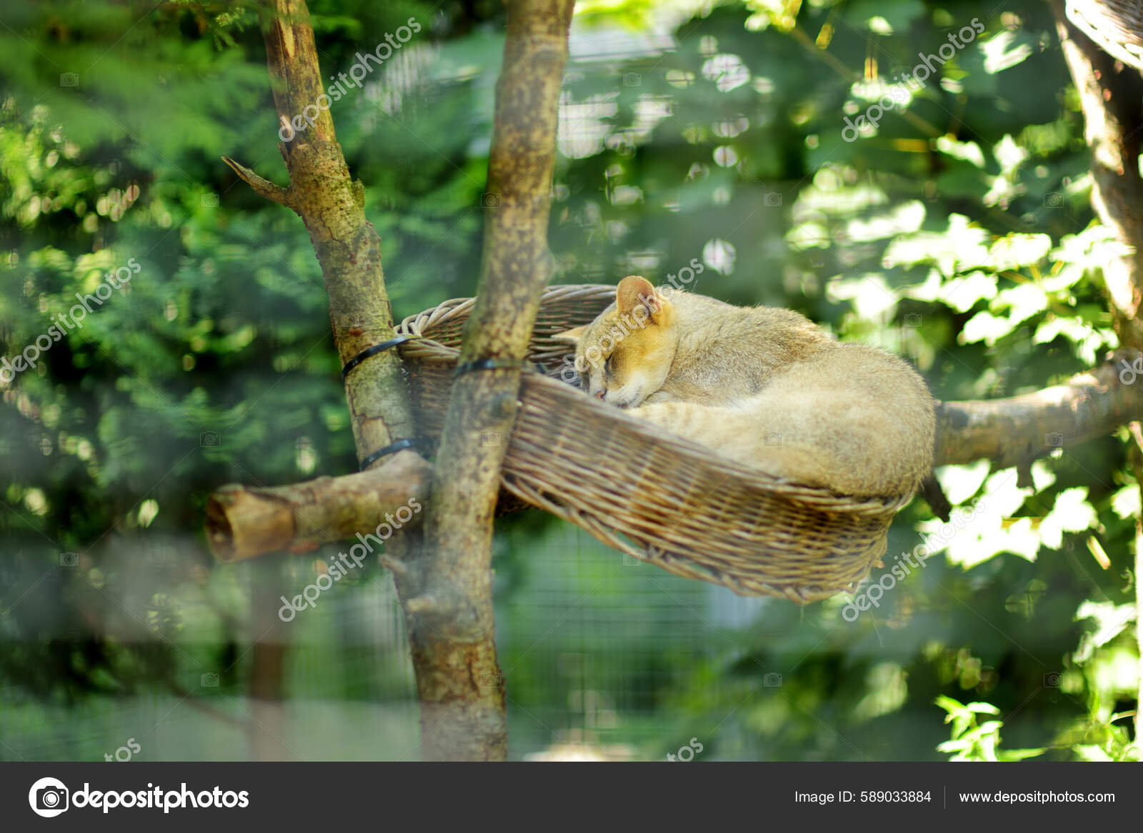 Jungle Cat On A Branch