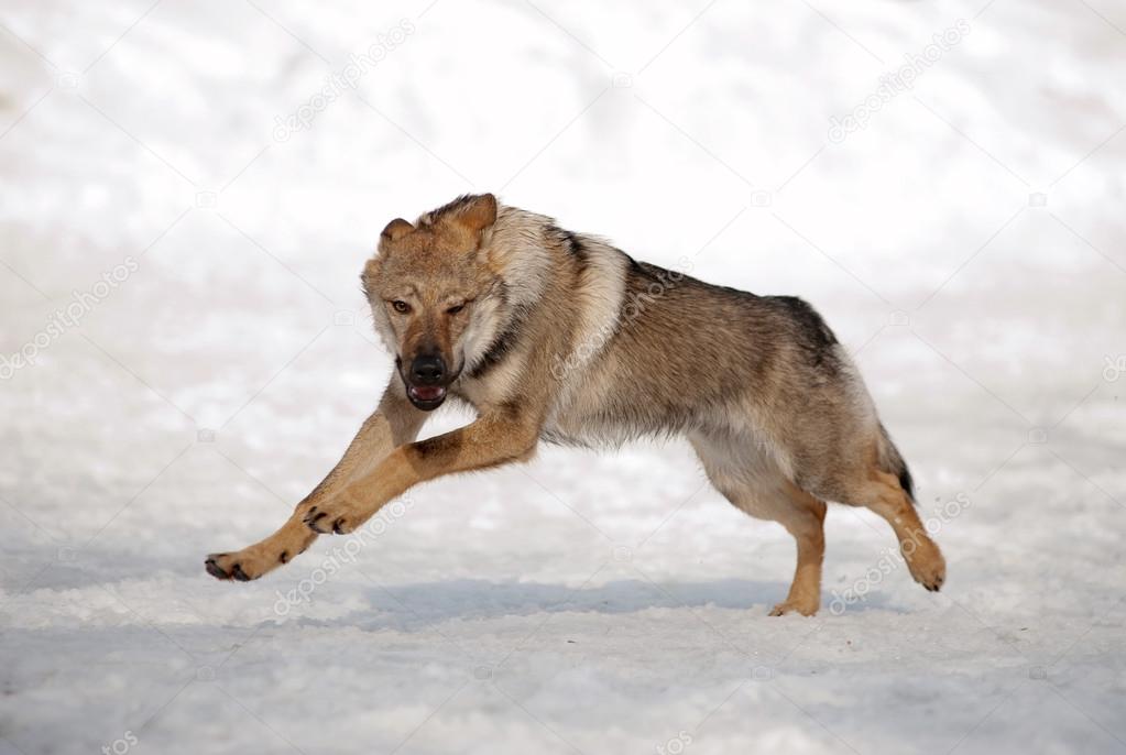 Running Wolf