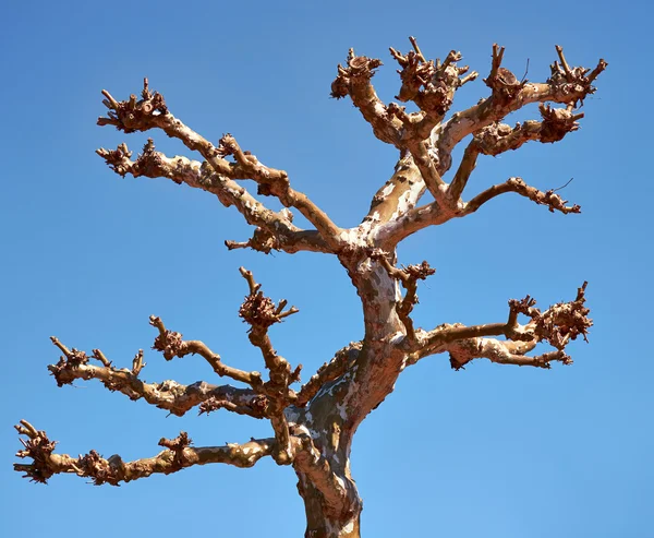 Knotty tree Stock Photos, Royalty Free Knotty tree Images | Depositphotos®