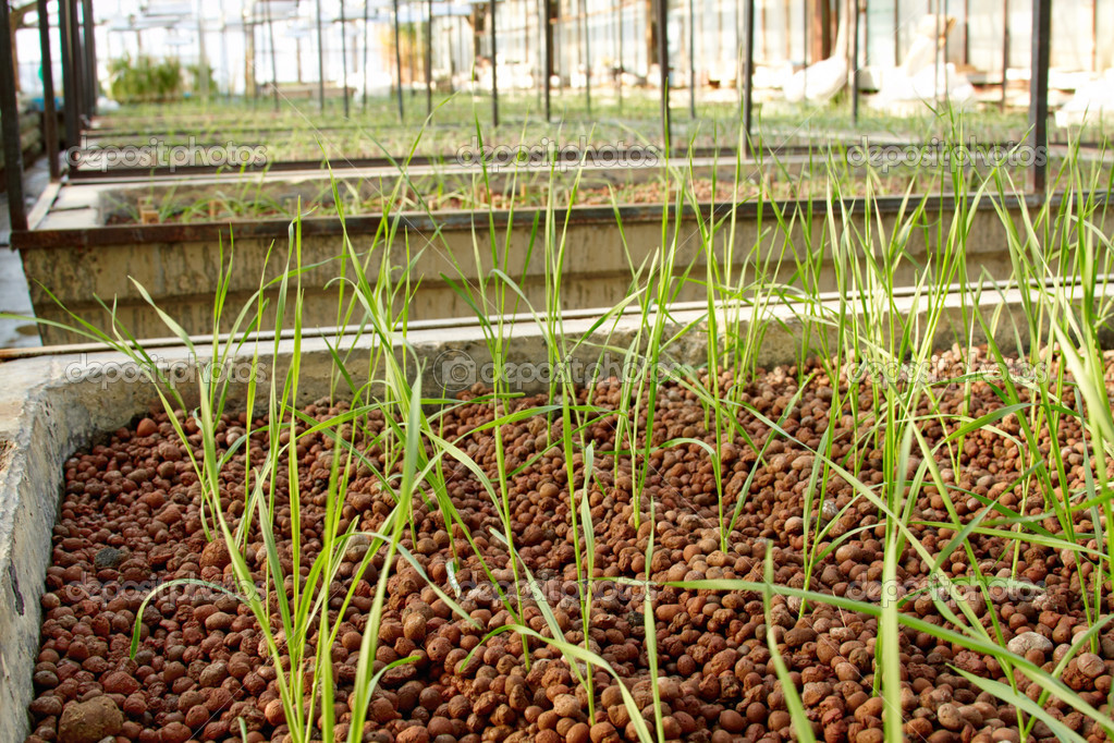 Greenhouse — Stock Photo © kovalvs #20190405