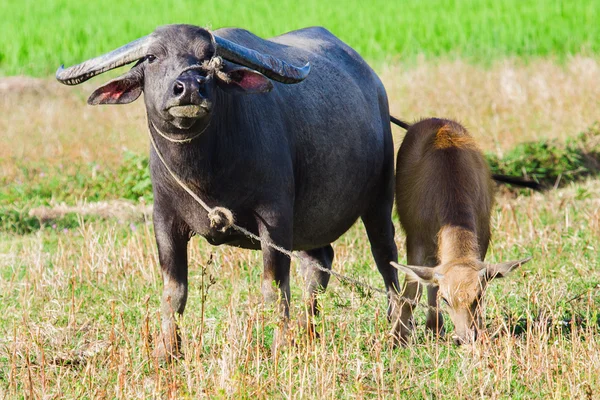 Buffallo Pictures, Buffallo Stock Photos & Images | Depositphotos®