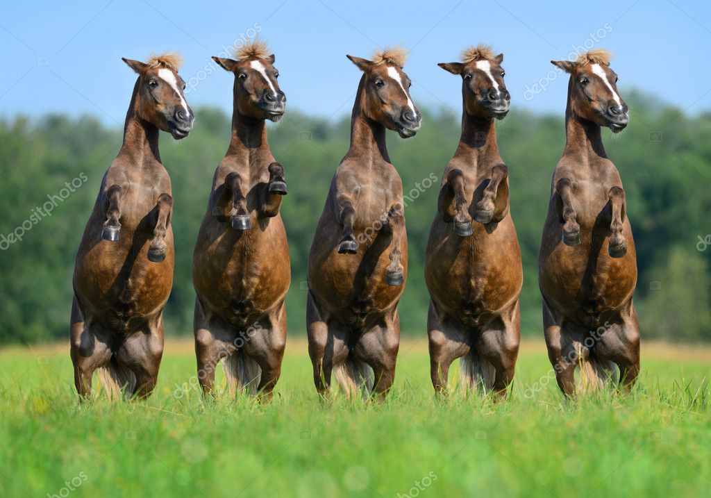 Five rear ponies — Stock Photo © tristana #13519483