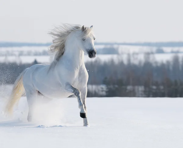 White stallion Stock Photos, Royalty Free White stallion Images ...