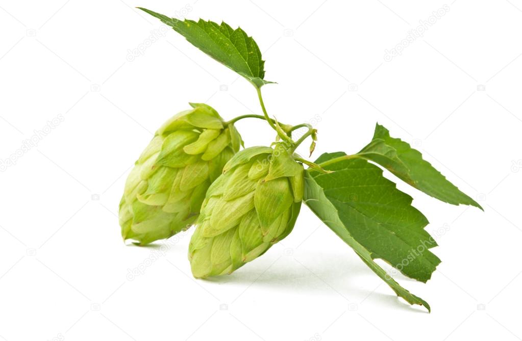 Hop isolated Stock Photo by ©ksena32 13139400