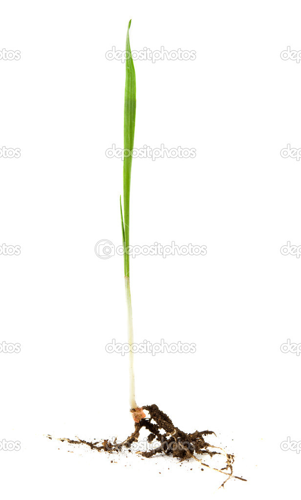 Green wheat with root isolated Stock Photo by ©ksena32 14048389
