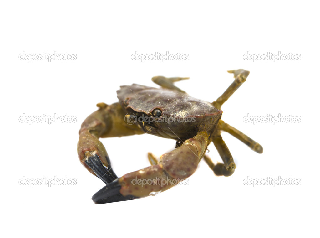 Crab isolated — Stock Photo © ksena32 #17872011