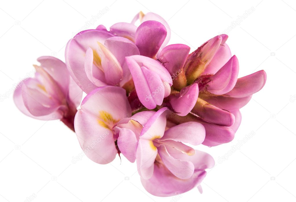 Rose acacia isolated Stock Photo by ©ksena32 19535565