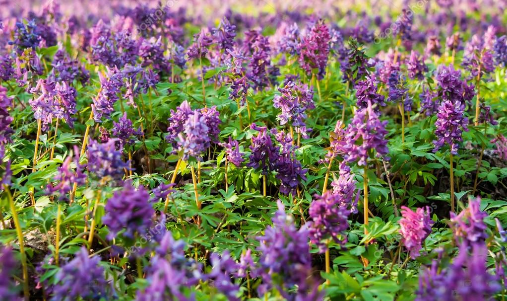 The first spring flowers — Stock Photo © ksena32 #19537397