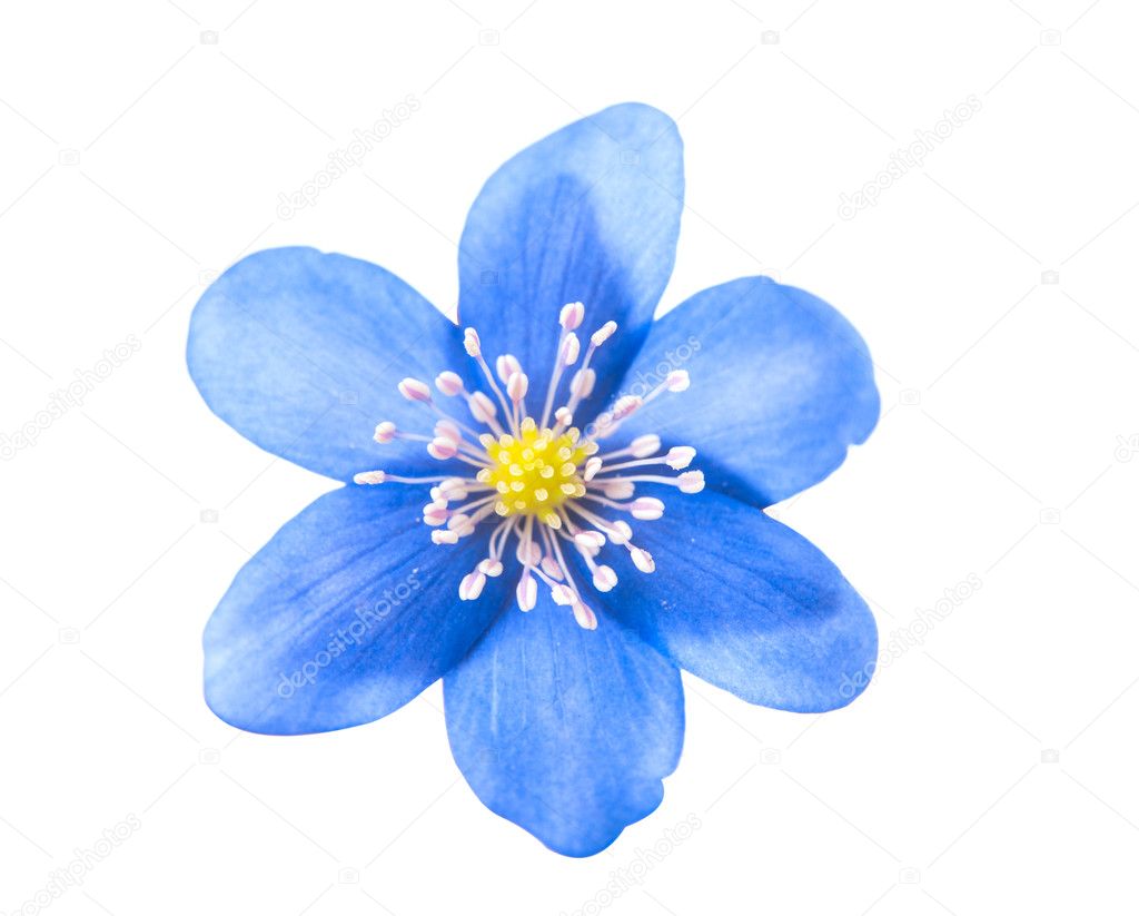 Flor azul aislada: fotografía de stock © ksena32 #24452021 | Depositphotos