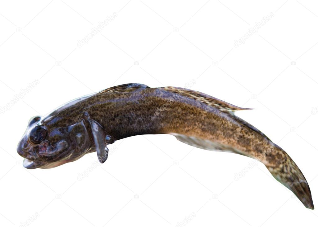 Gobius fish Stock Photo by ©ksena32 25454979