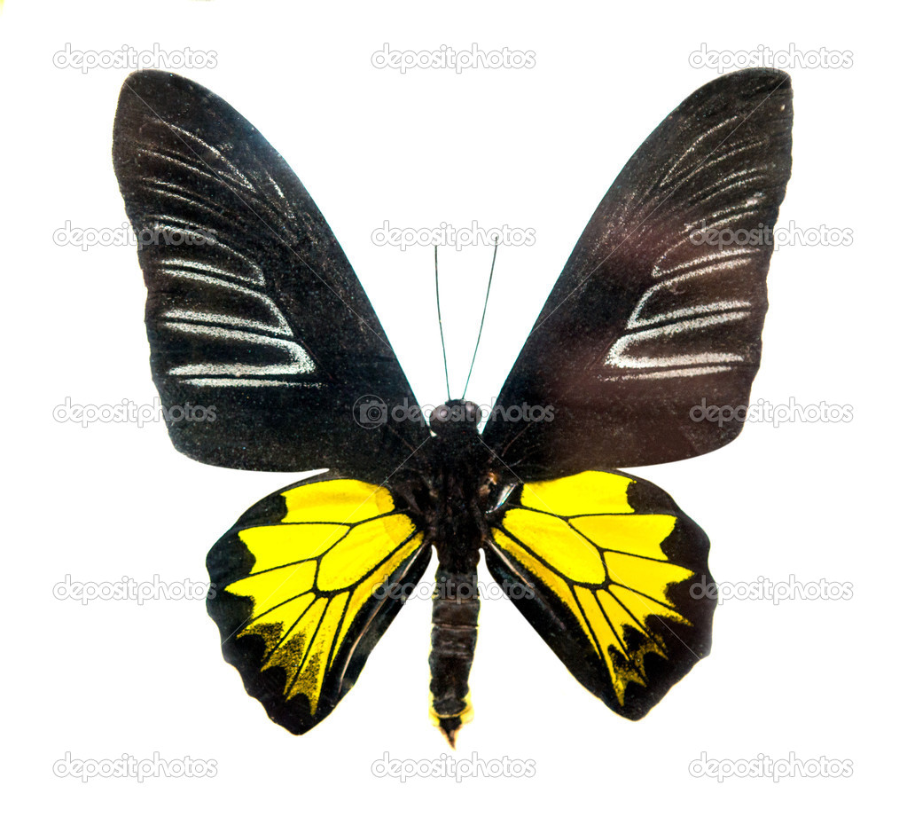 Beautiful Butterfly isolated — Stock Photo © ksena32 #32188869