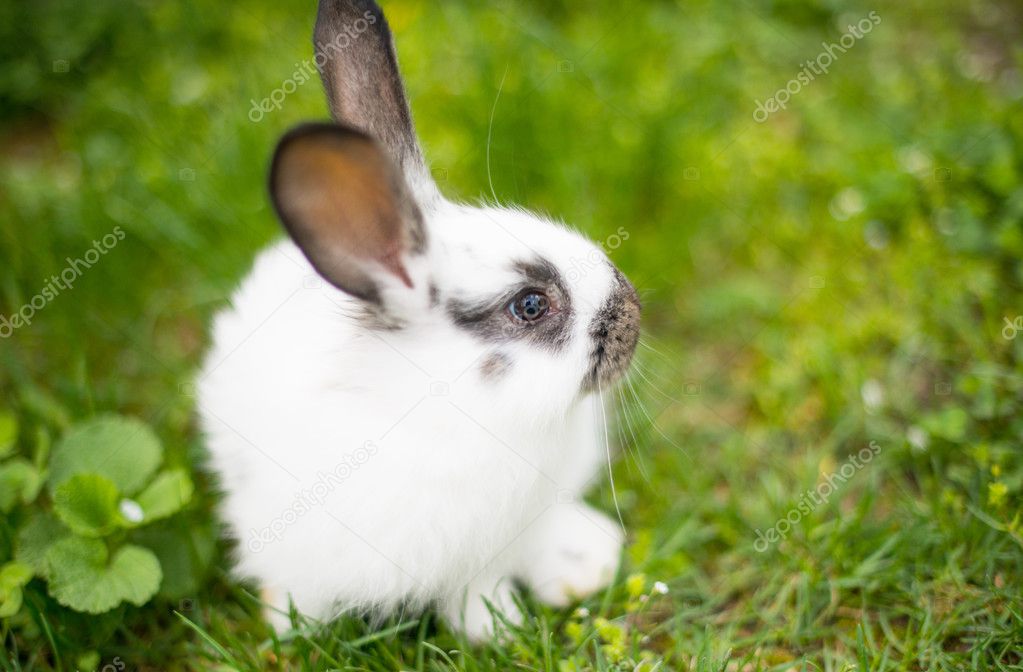 Rabbit in green grass — Stock Photo © ksena32 #45317385