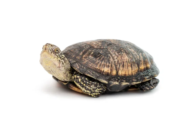 One turtle Stock Photos, Royalty Free One turtle Images | Depositphotos