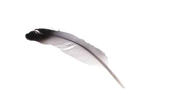 Pluma Ave Aislada Sobre Fondo Blanco — Foto de stock #575136332 © ksena32