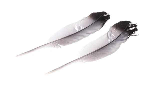 Pluma Ave Aislada Sobre Fondo Blanco — Foto de stock #575136332 © ksena32