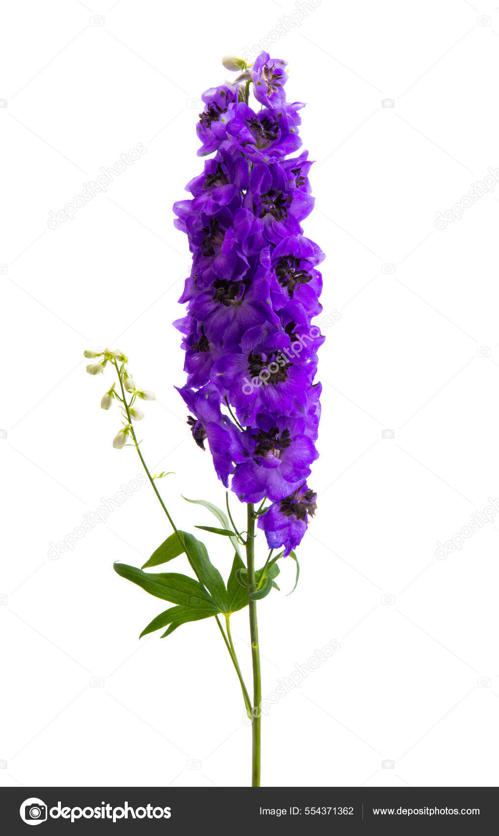 Delphinium Flower Isolated White Background — Stock Photo © ksena32 ...