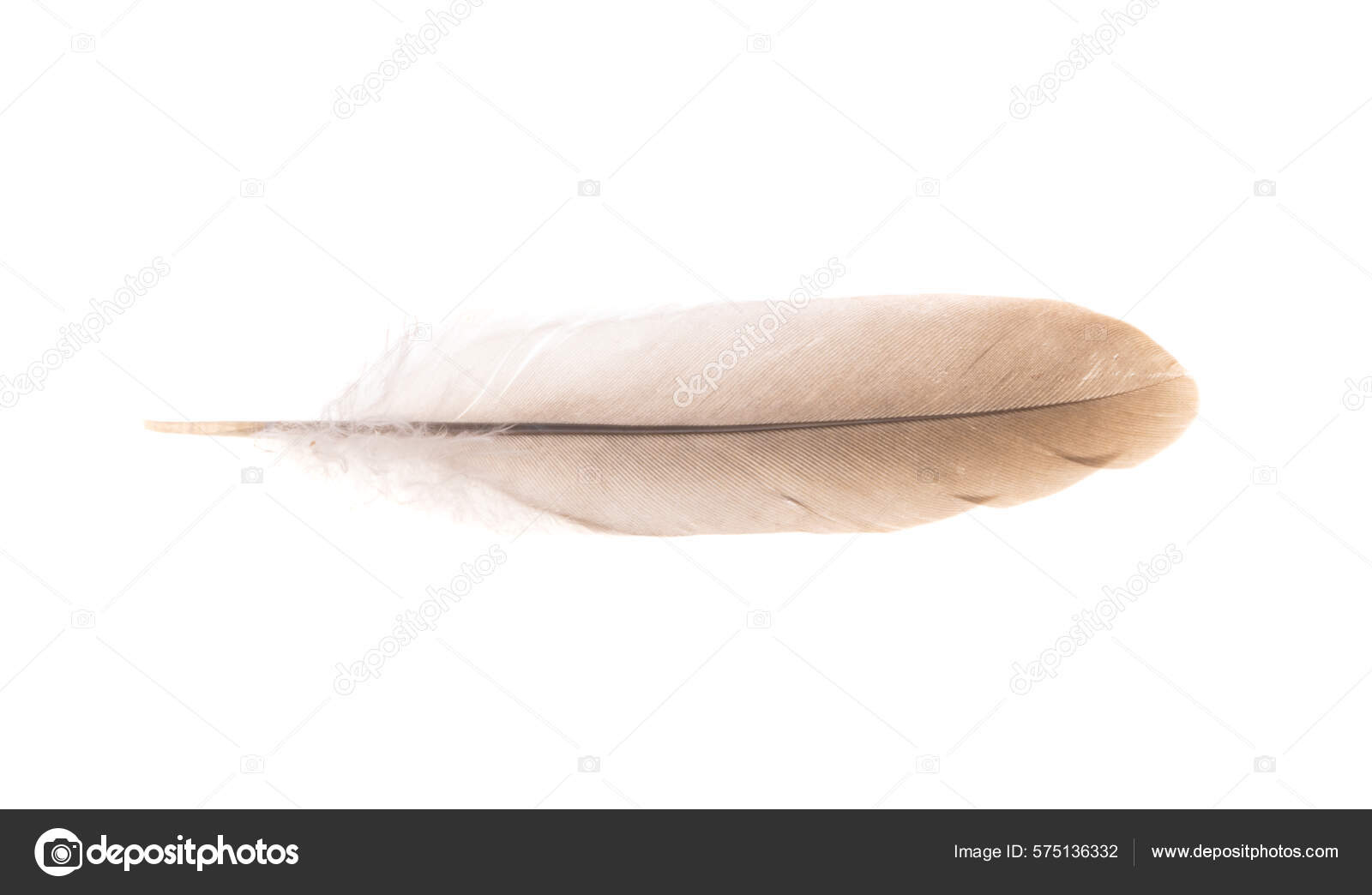Pluma Ave Aislada Sobre Fondo Blanco — Foto de stock #575136332 © ksena32