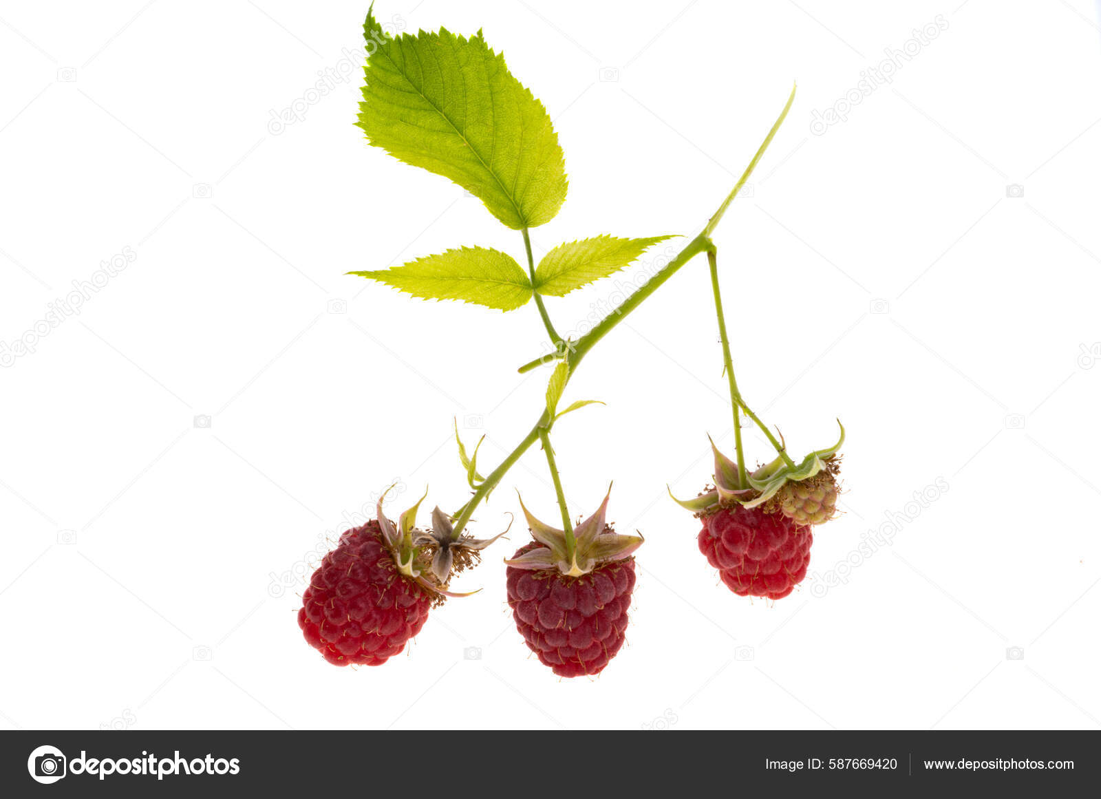 Raspberry Leaf Isolated White Background — Stock Photo © ksena32 #587669420