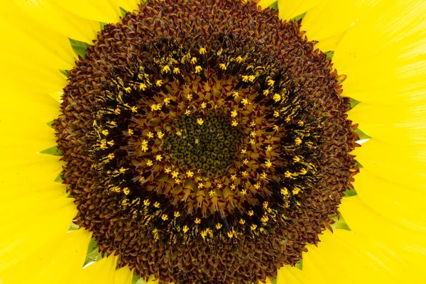 Sunflower core Stock Photos, Royalty Free Sunflower core Images ...
