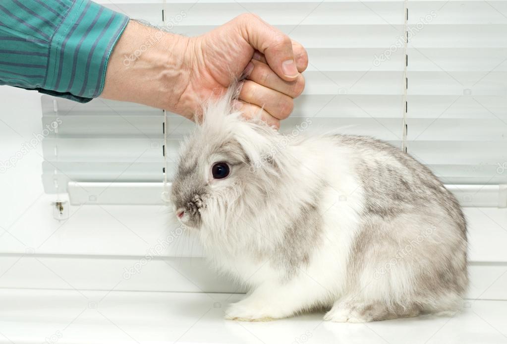 Male hand holding a rabbit by the ears — Stock Photo © nataly0288dp ...