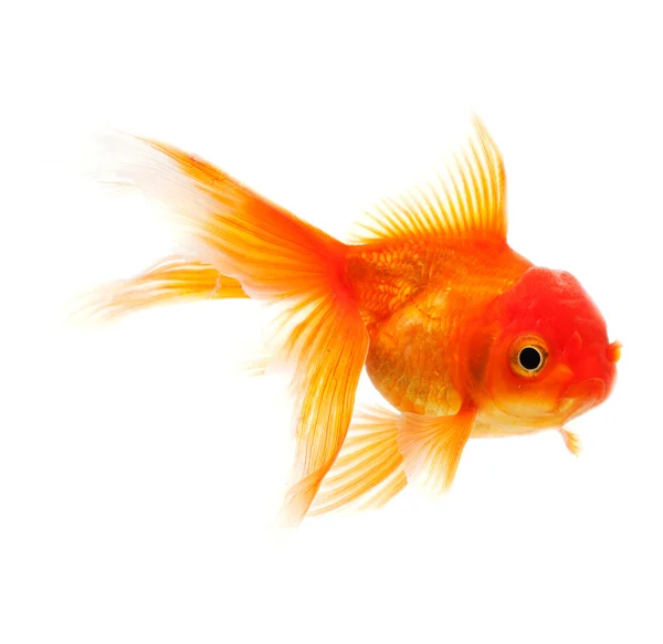 Gold fish. Isolation on the white — Stock Photo © Alexstar #12616431