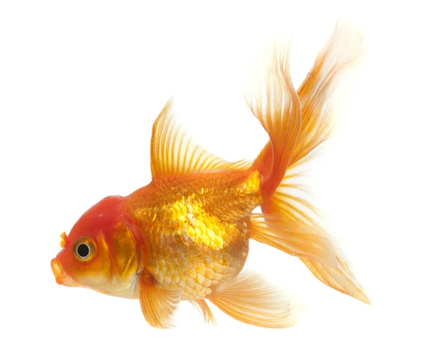 Gold fish Stock Photo by ©Alexstar 12612318