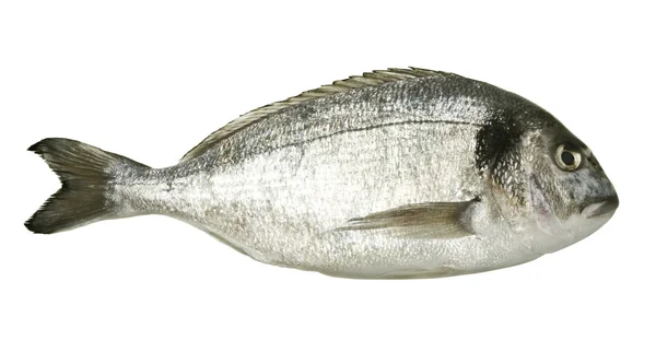 Dorado fish Stock Photo by ©Alexstar 1209846