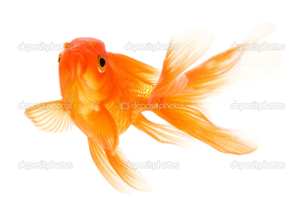 Orange Goldfish on White — Stock Photo © Alexstar #12612579