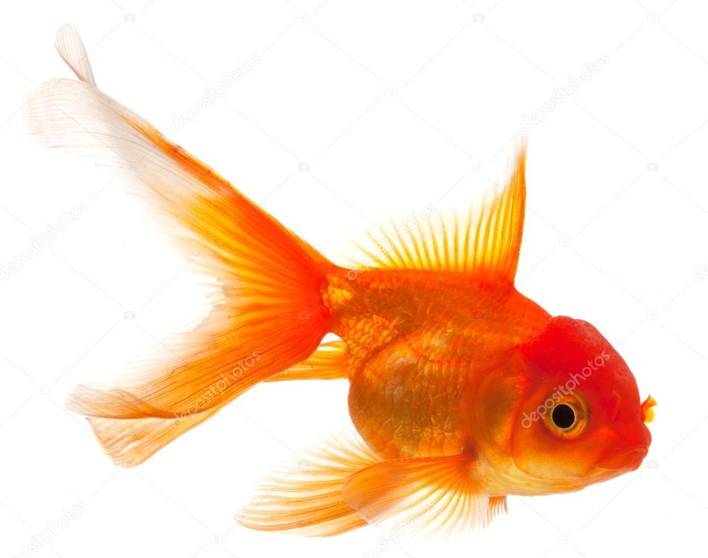 Gold fish. Isolation on the white — Stock Photo © Alexstar #12616431