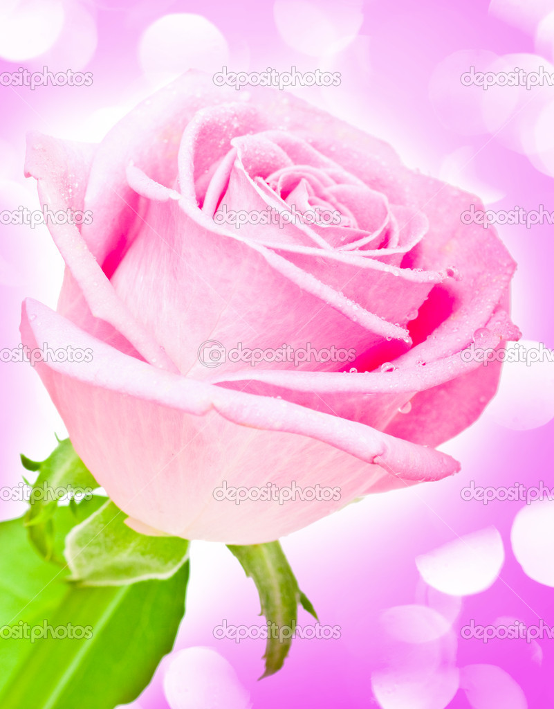 Pink rose — Stock Photo © valphoto #21575307