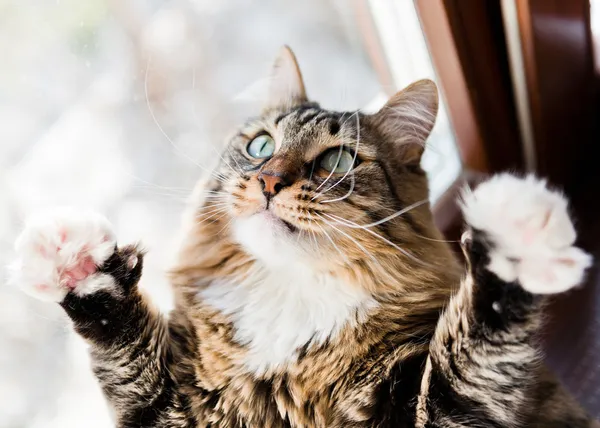 Funny male cat raises paws up - Stock Image - Everypixel
