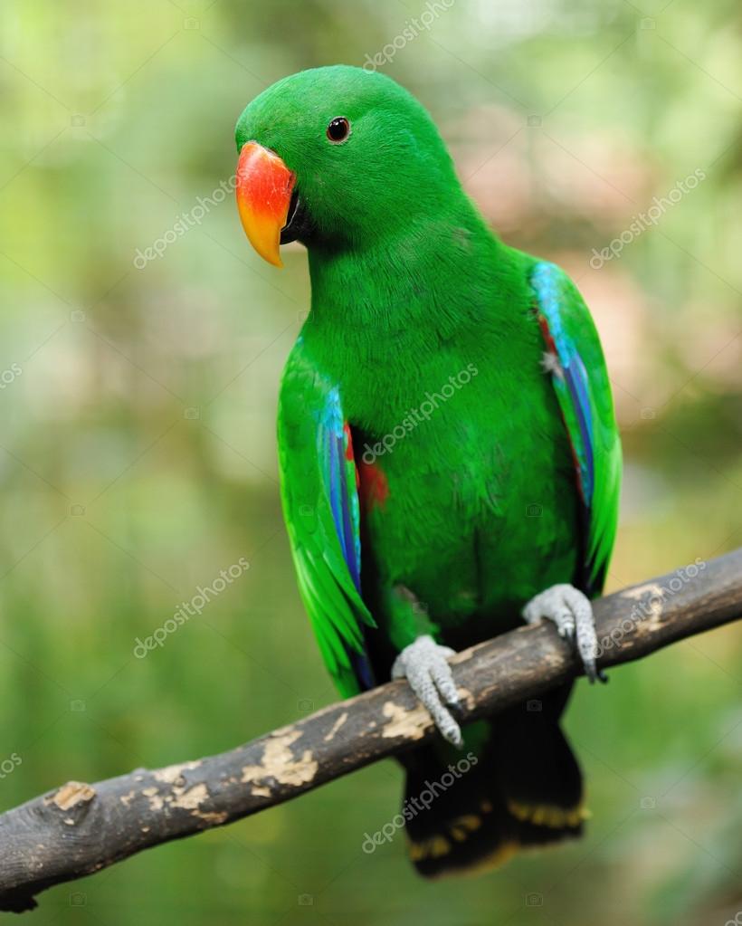 Parrot bird — Stock Photo © haveseen #14434099