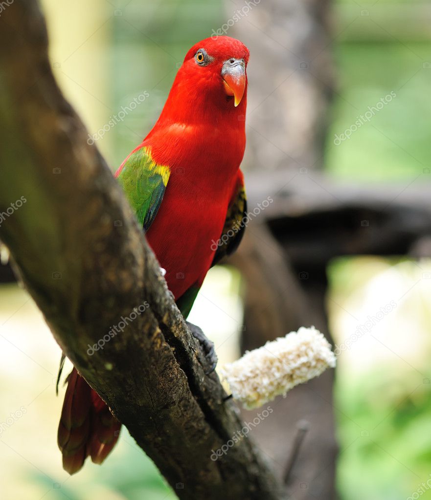 Parrot bird Stock Photo by ©haveseen 18879517