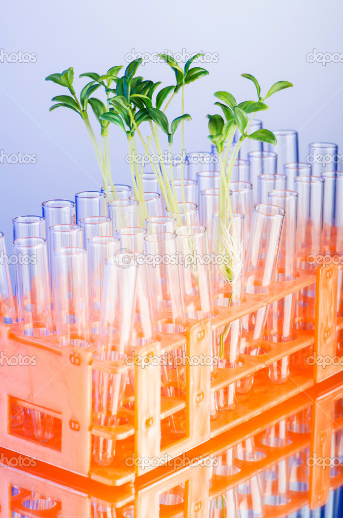 Lab experiment with green seedlings Stock Photo by ©Elnur_ 16995345
