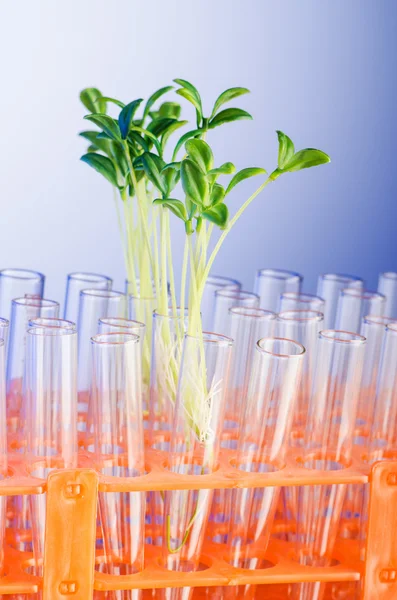Lab experiment with green seedlings Stock Photo by ©Elnur_ 7968710