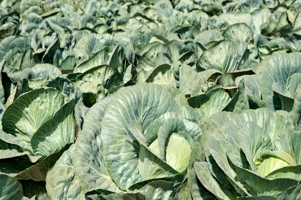 Cabbage field Stock Photos, Royalty Free Cabbage field Images ...
