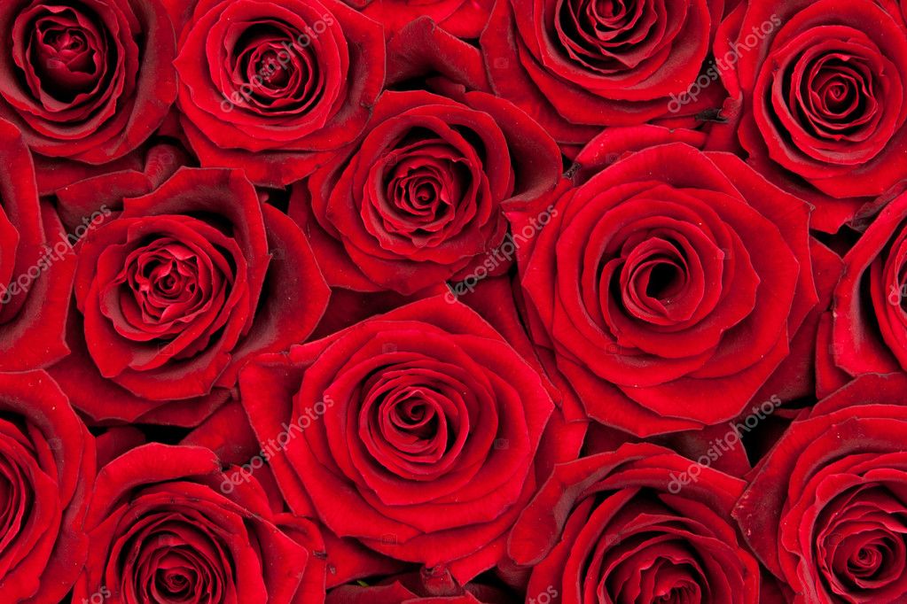 Red roses — Stock Photo © loskutnikov #35998985