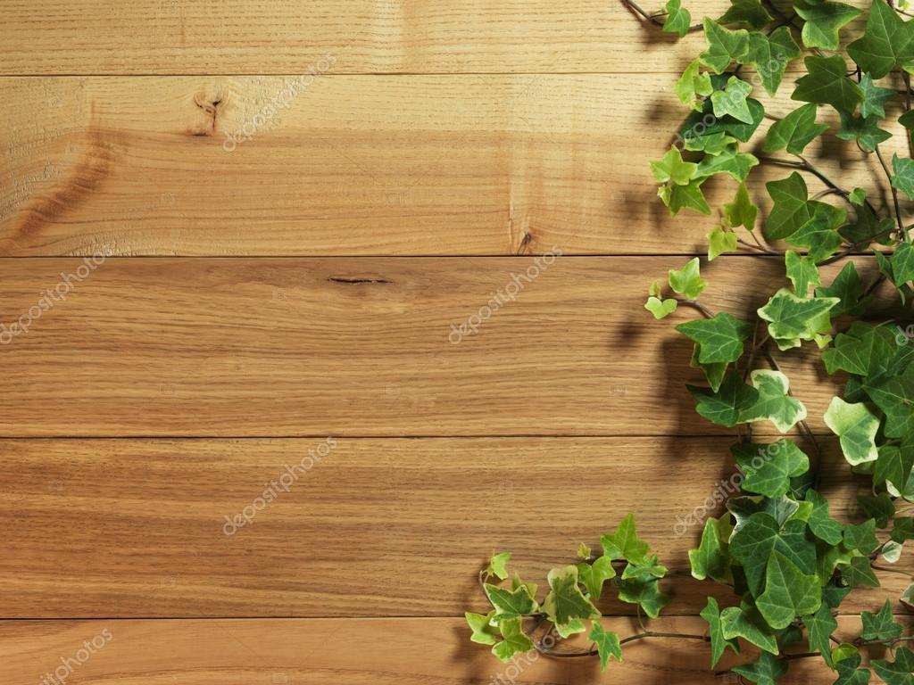 An Ivy plant on a table of hardwood — Stock Photo © Irochka #15555491