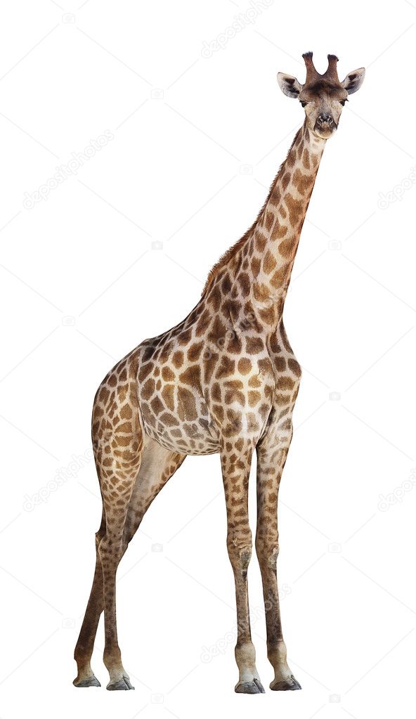 Giraffe isolated ⬇ Stock Photo, Image by © Irochka #15555665