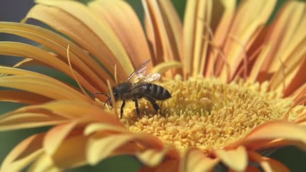 Bees collecting nectar from flower — Stock Video © Irochka #25604425