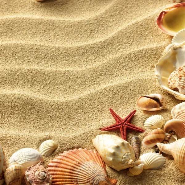 Sea shell on sand — Stock Photo © Irochka #5921693