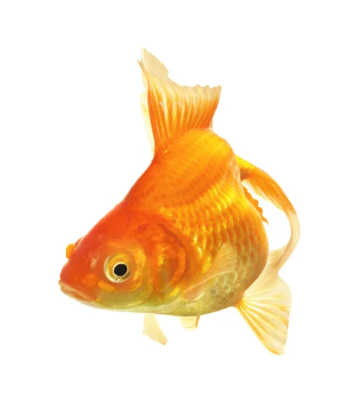 Gold fish isolated on white — Stock Photo © Irochka #5125679